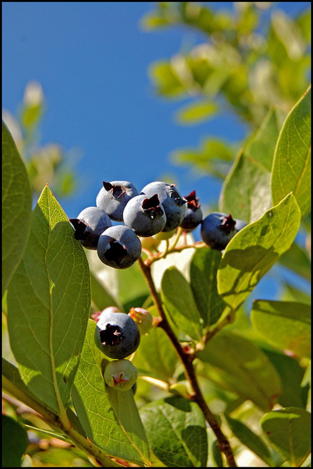 Cultiver des myrtilles même en ville - Potager Au Balcon